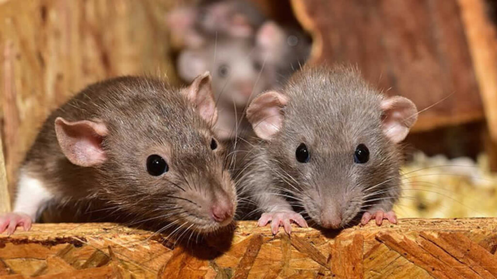 Plaga de ratones en Australia - Cuatro Giros